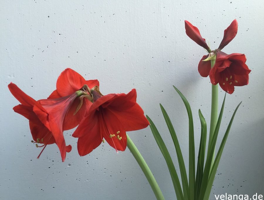 Portrait - Ritterstern - "Amaryllis" - Hippeastrum - Velanga