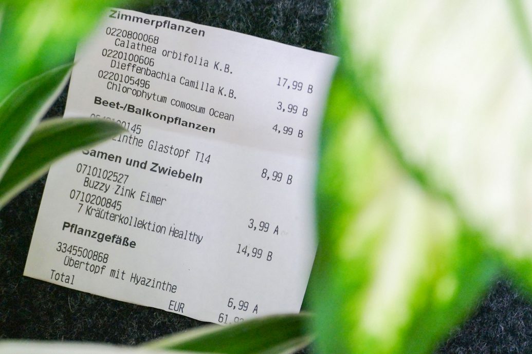 Aussäen oder fertig kaufen - Was ist besser? - Velanga
